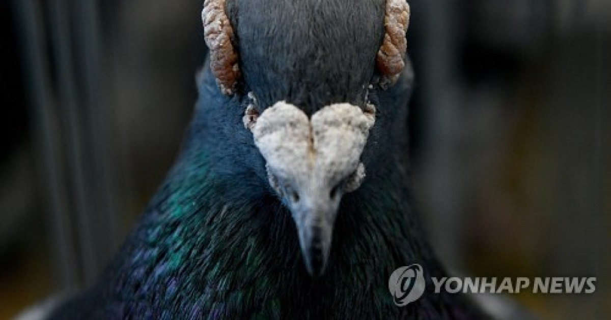 HUNGARY ANIMALS HOMING PIGEONS