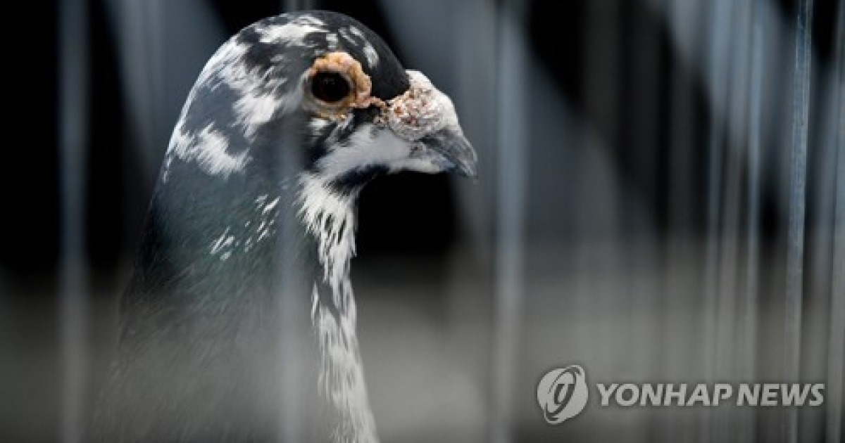 HUNGARY ANIMALS HOMING PIGEONS