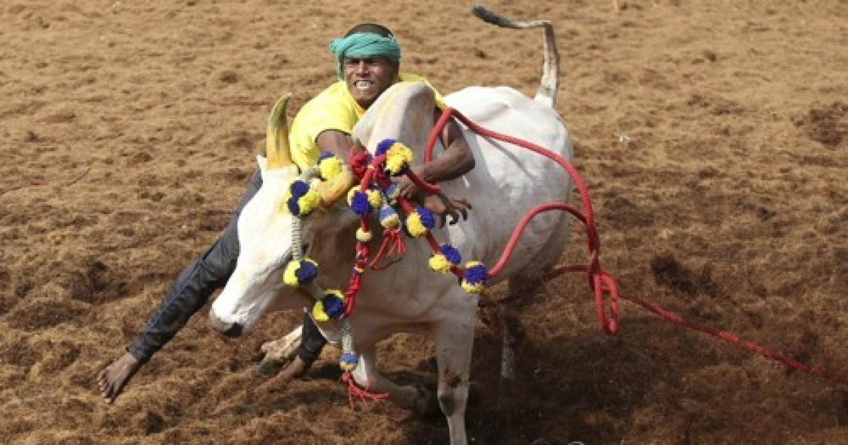 India Bull Taming