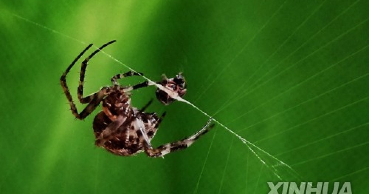 NEPAL-KATHMANDU-NATURE-SPIDER