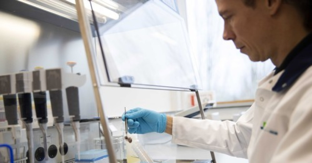 NETHERLANDS DNA WOLF EVOLUTION