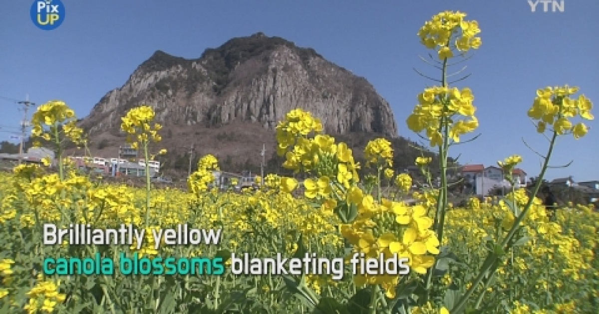 [PIX-UP] Early Canola Blossoms in Jeju