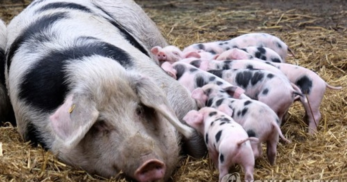 GERMANY ANIMALS PIGS