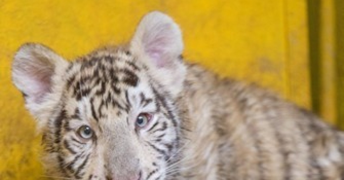 HUNGARY ANIMALS TIGER CUBS