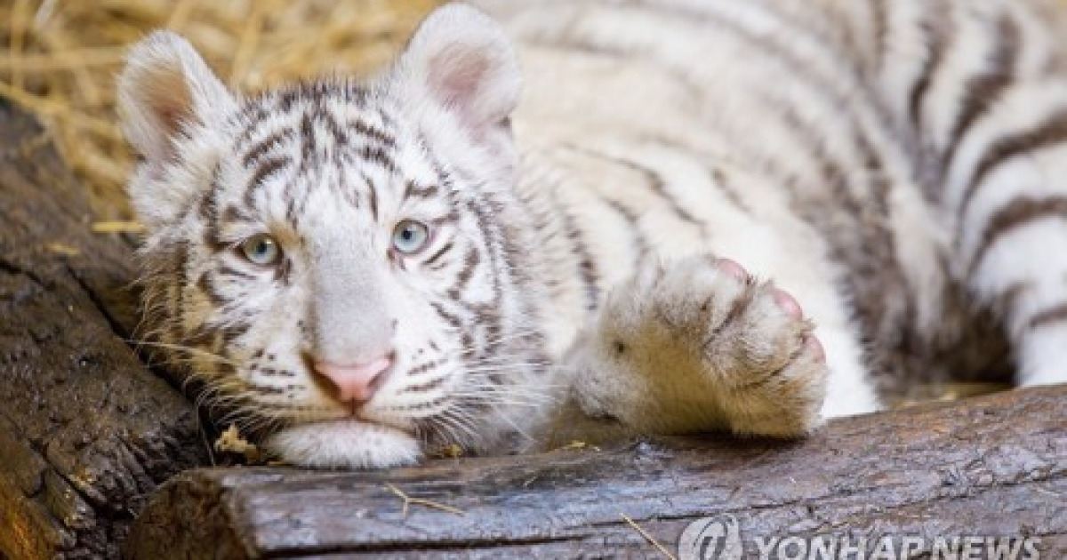 HUNGARY ANIMALS TIGER CUBS