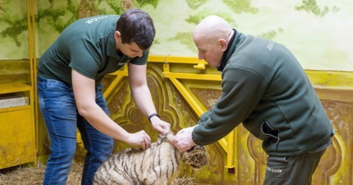 HUNGARY ANIMALS TIGER CUBS