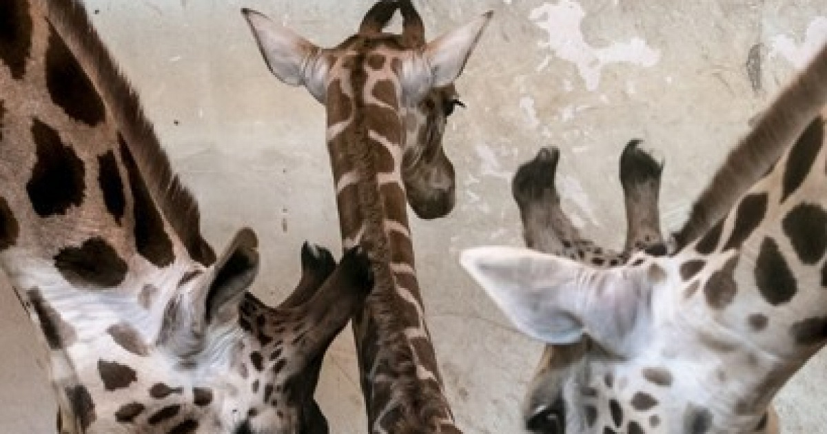 CZECH REPUBLIC ANIMALS