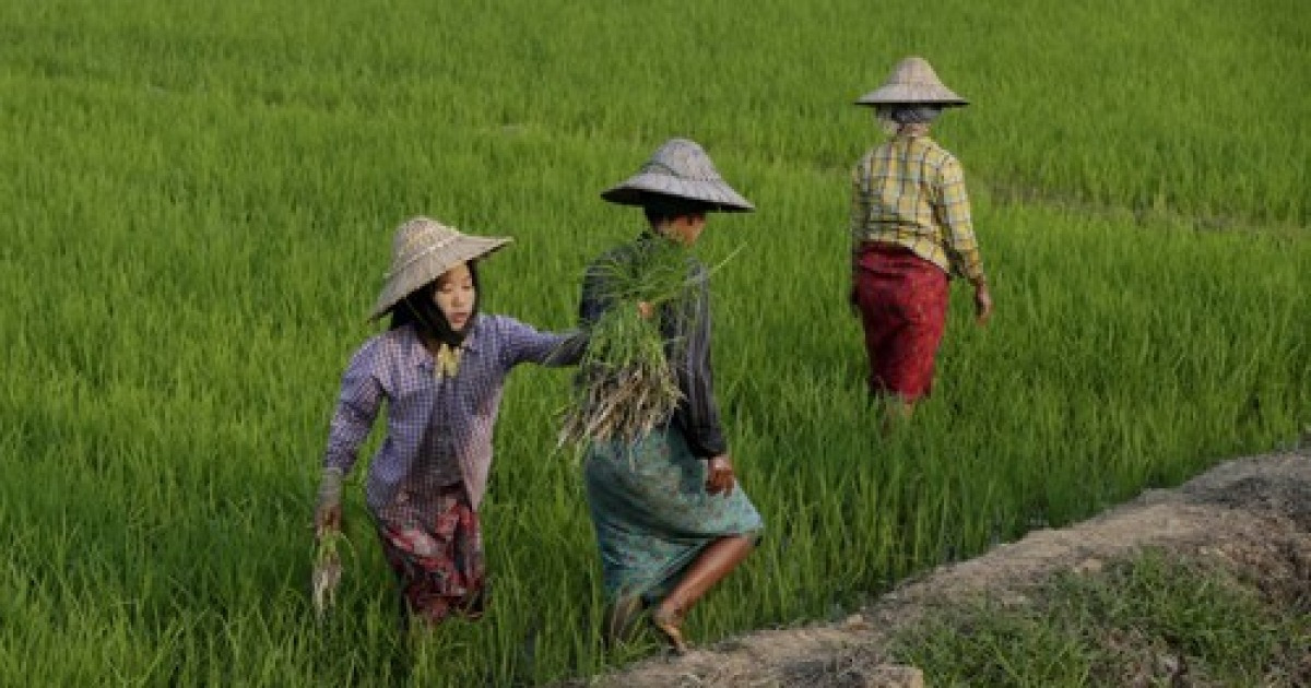 MYANMAR AGRICULTURE RICE
