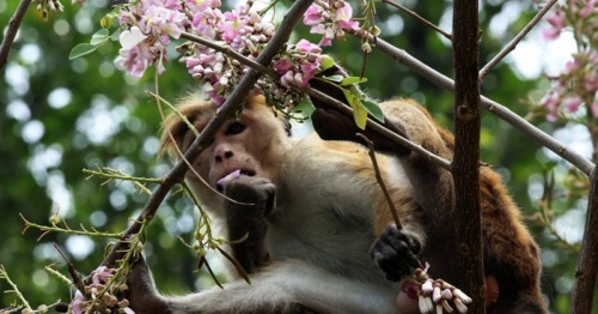 SRI LANKA ANIMALS RILAWA TOQUE MACAQUE