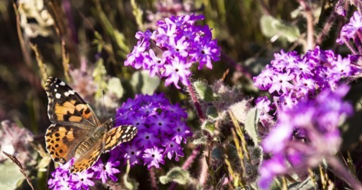 USA ANIMALS BUTTERFLY MIGRATION