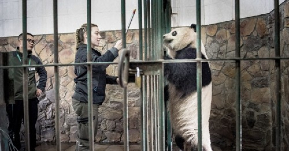 CHINA DENMARK PANDAS