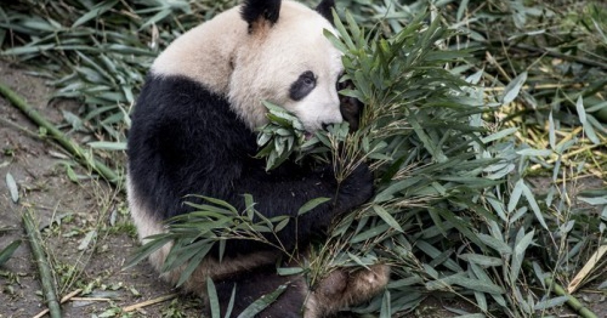 CHINA DENMARK PANDAS