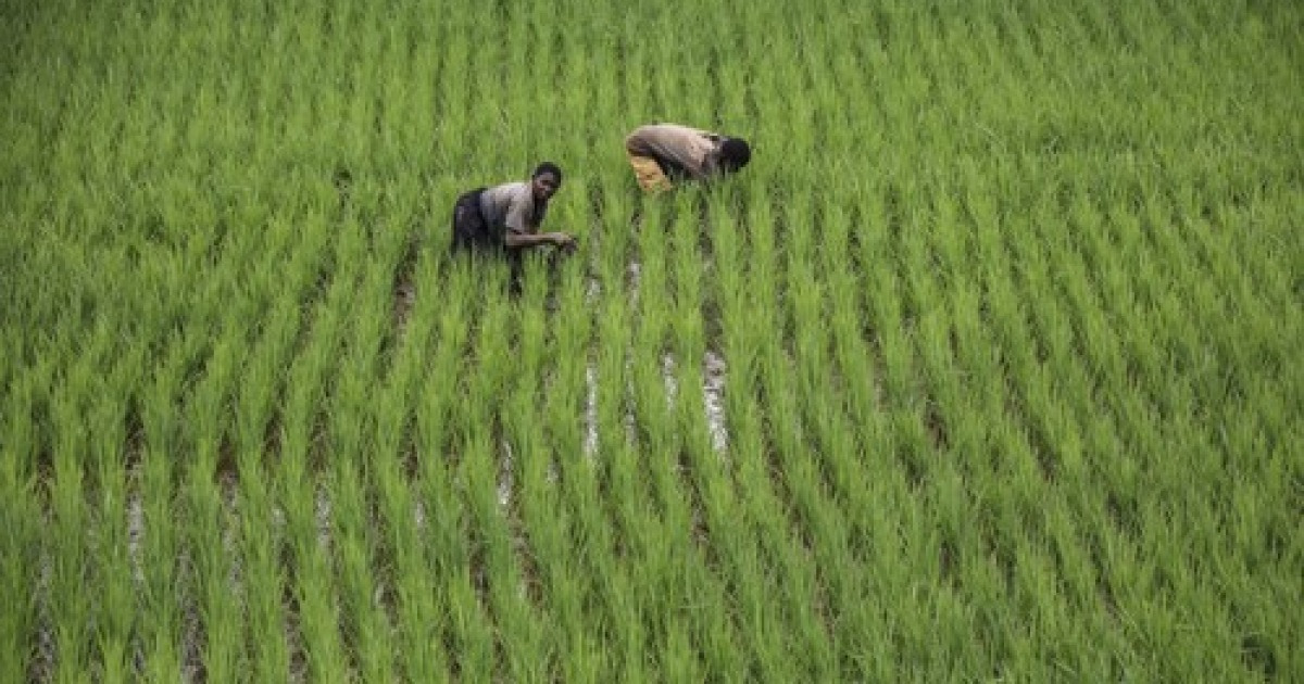 RWANDA AGRICULTURE ECONOMY