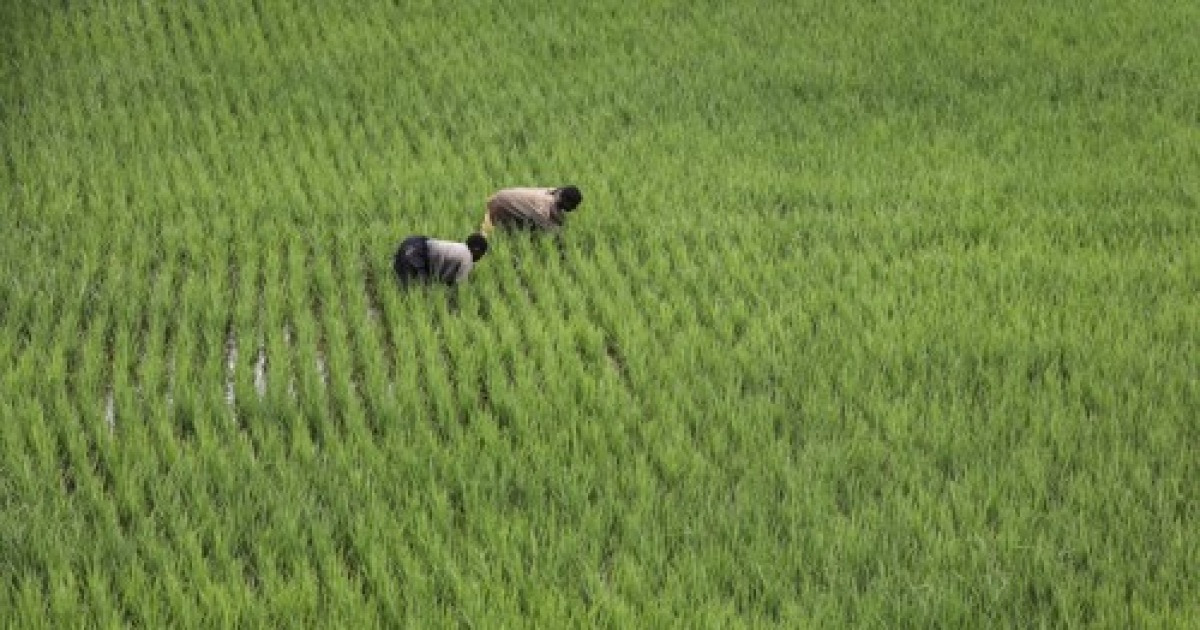 RWANDA AGRICULTURE ECONOMY