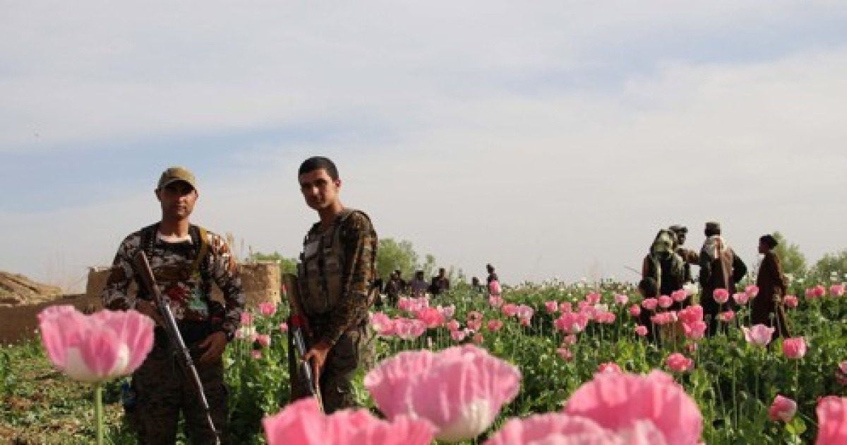 AFGHANISTAN POPPY CULTIVATION