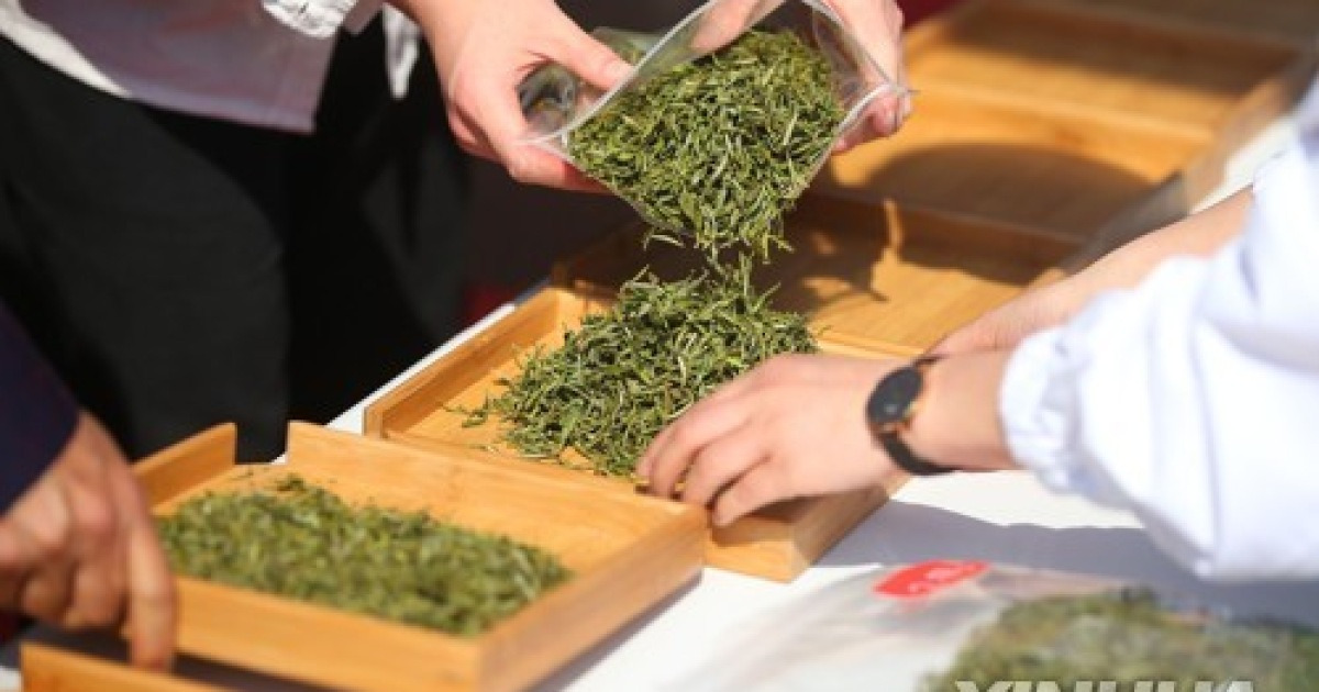 #CHINA-ANHUI-HUANGSHAN-TEA COMPETITION (CN)