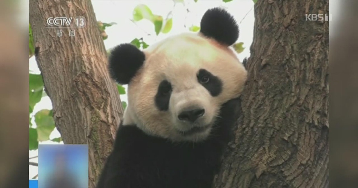 중국 판다 두 마리, 덴마크에 새 보금자리