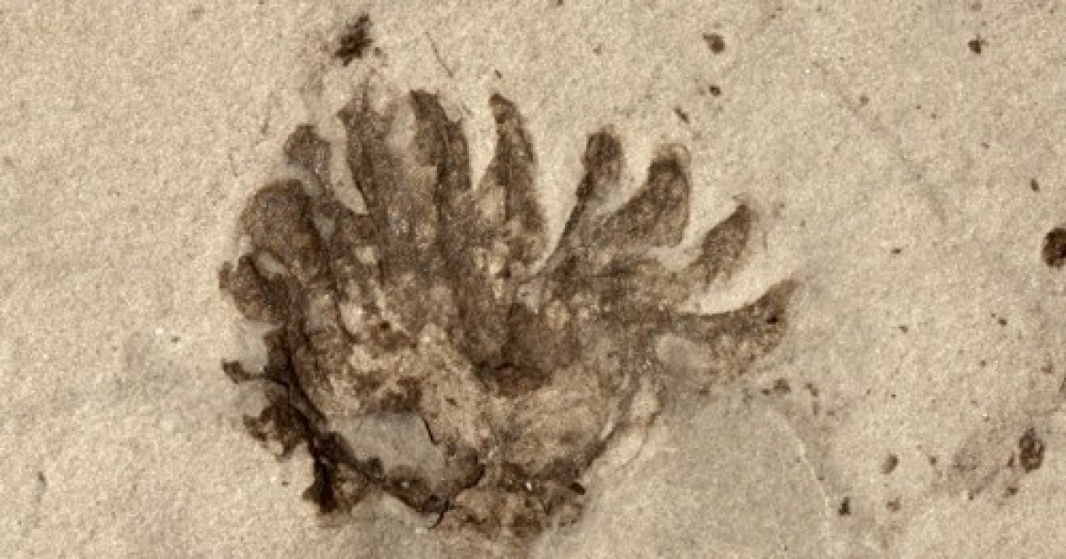 Xinhua Headlines: Newly-discovered trove of Cambrian fossils in China ...