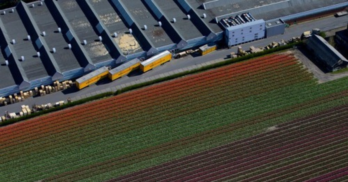 Netherlands EU Brexit