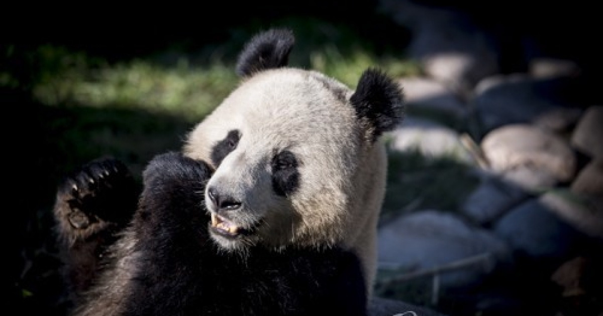 DENMARK ZOO PANDAS