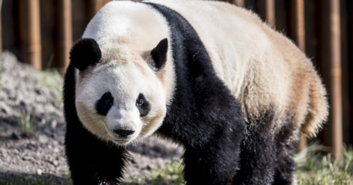DENMARK ZOO PANDAS