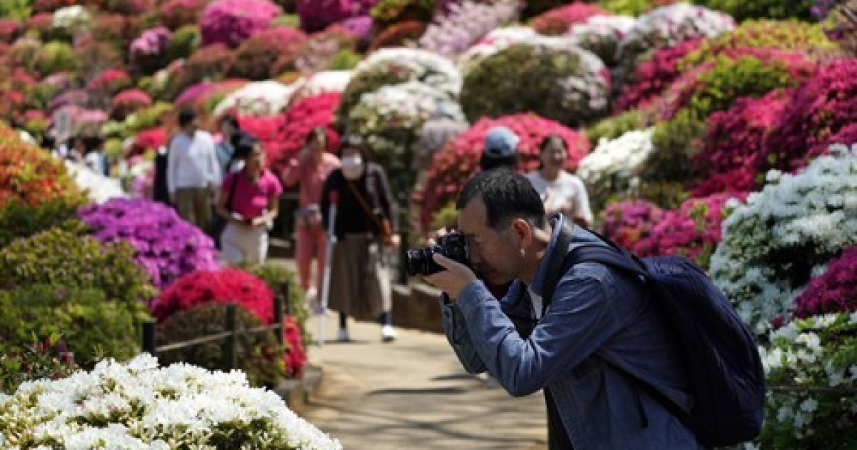 JAPAN NATURE AZALEAS