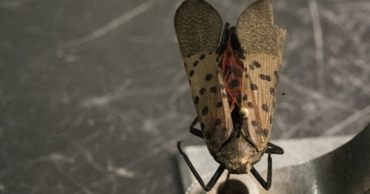 Exchange-Imminent Invasive Insect