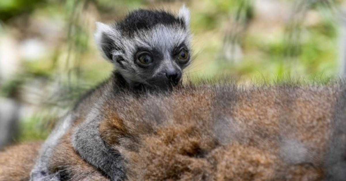NORTH MACEDONIA ANIMALS
