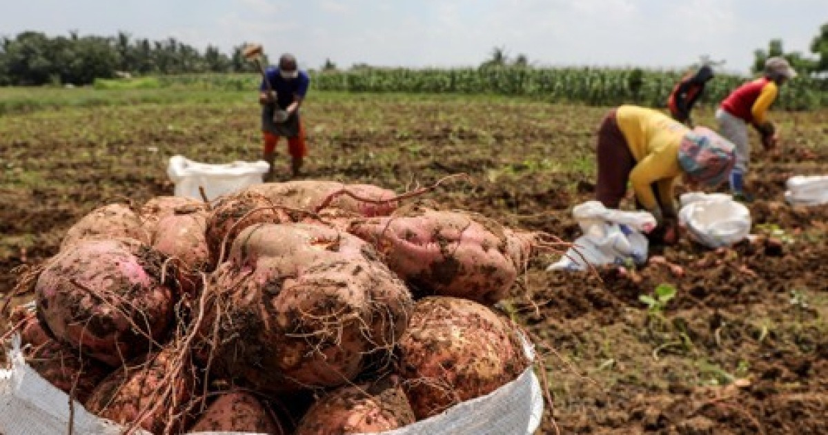 INDONESIA AGRICULTURE ECONOMY