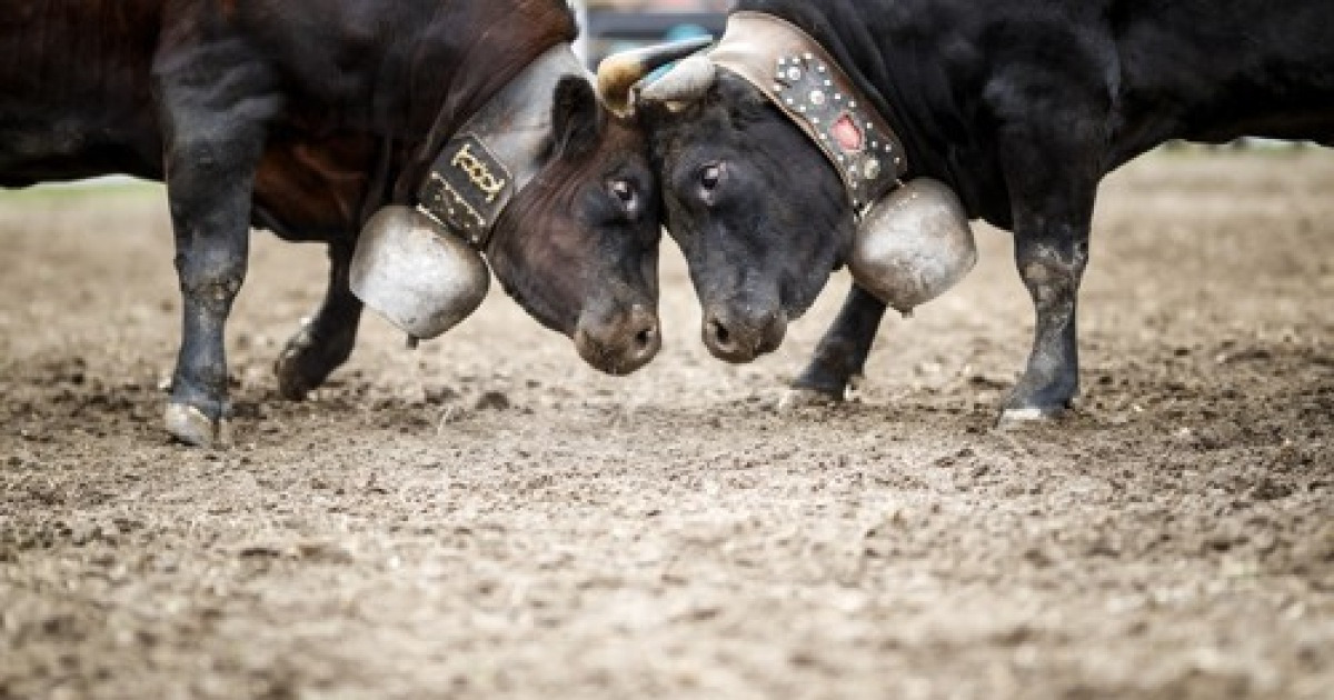SWITZERLAND APROZ COW FIGHTS