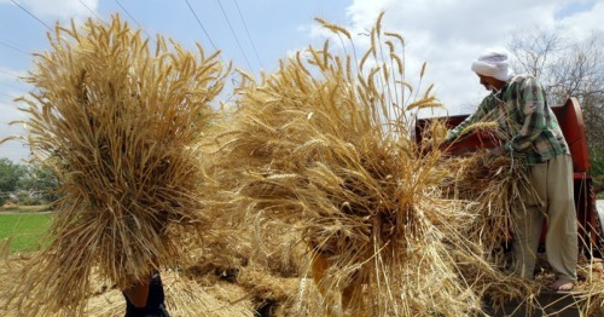 EGYPT AGRICULTURE WHEAT