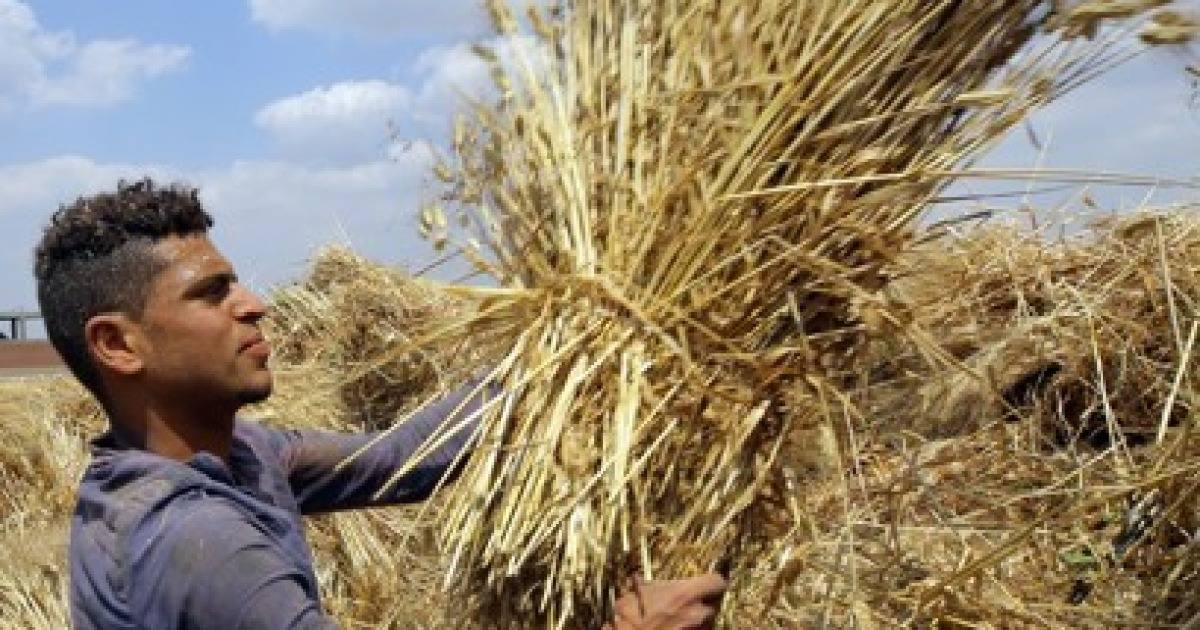 EGYPT AGRICULTURE WHEAT