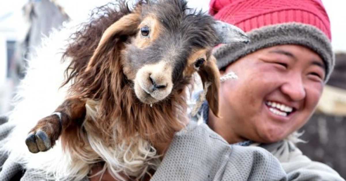 (InTibet)CHINA-TIBET-NAM CO-SHEEP-BIRTH SEASON (CN)