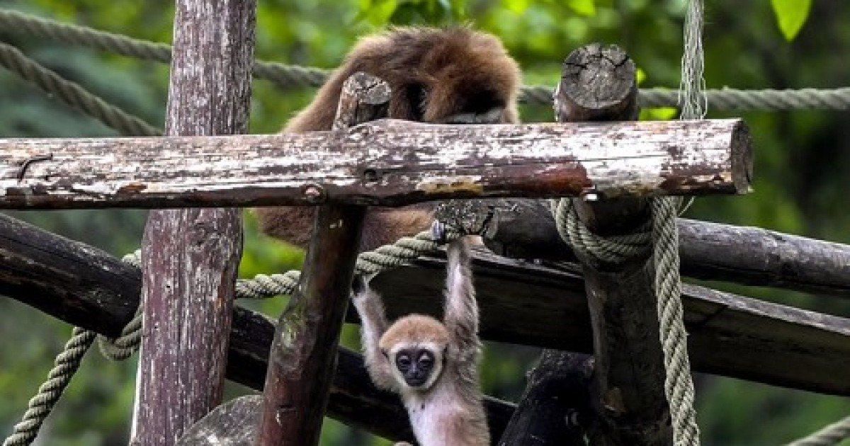 NORTH MACEDONIA ANIMALS