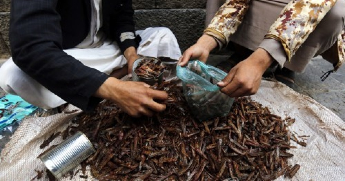 YEMEN ROASTED LOCUSTS