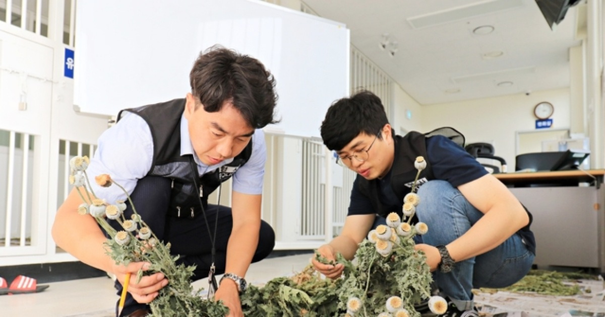 평택해경 양귀비 불법재배 6명 적발 1306주 압수