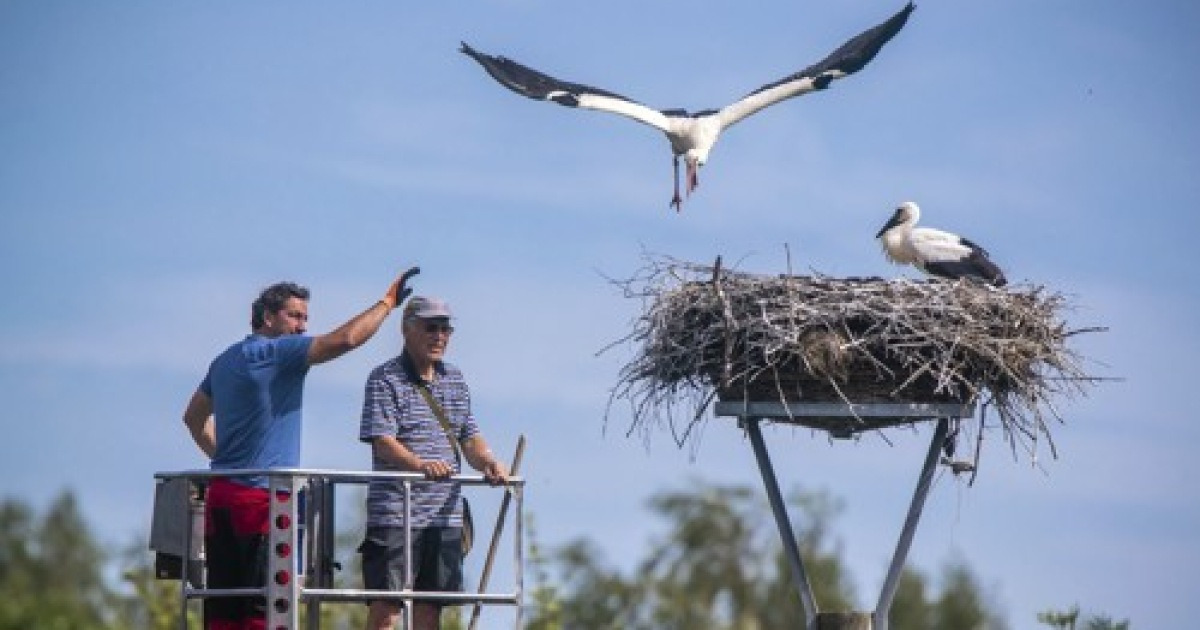 Germany Storks