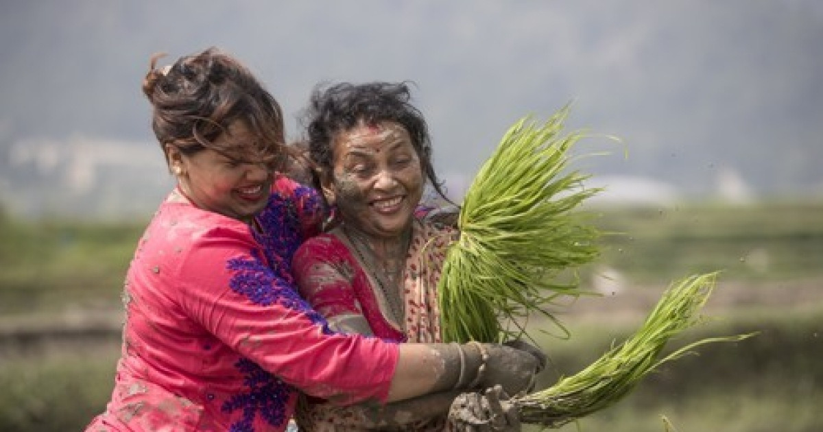nepal-rice-plantation-day