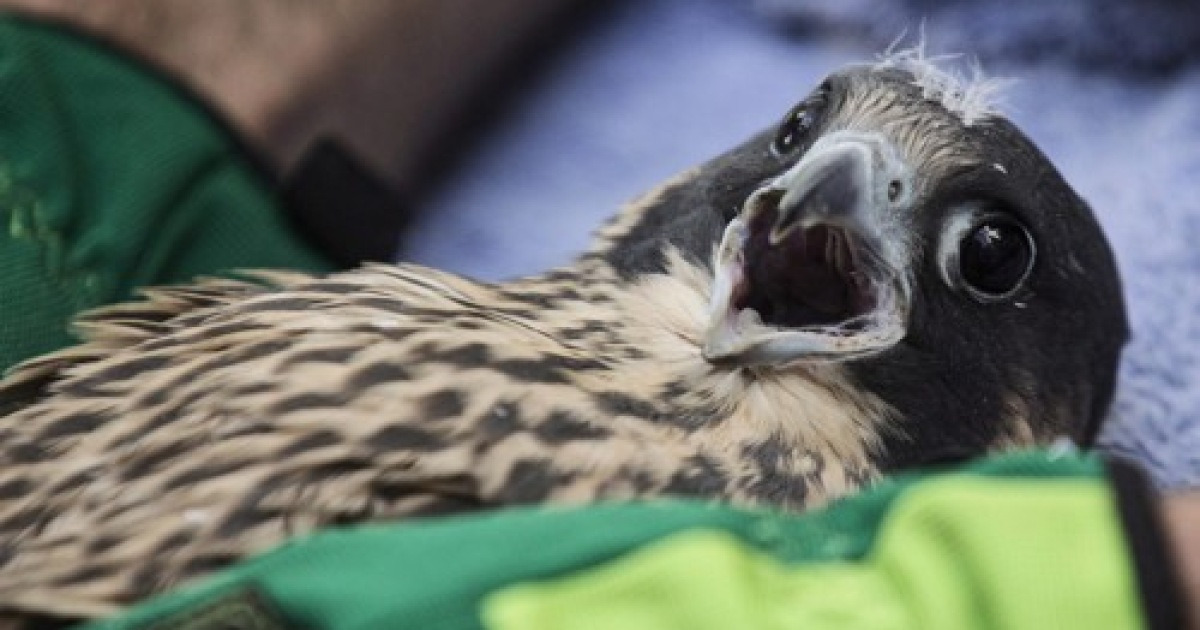 POLAND ANIMALS SAVING FALCONS