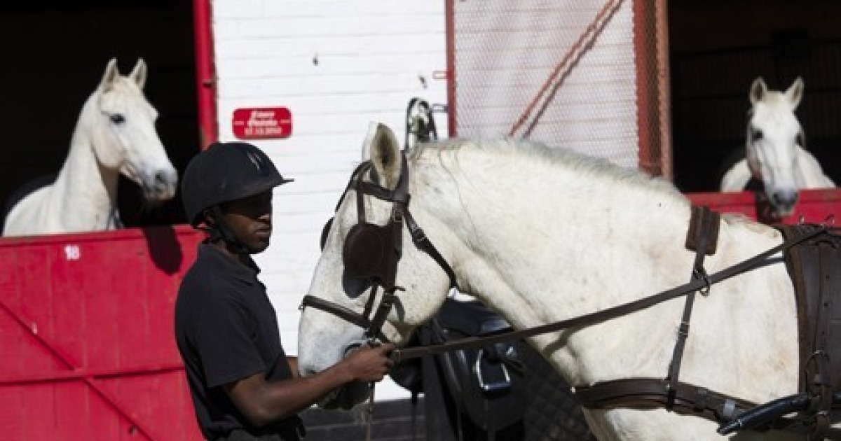SOUTH AFRICA LIPIZZANERS