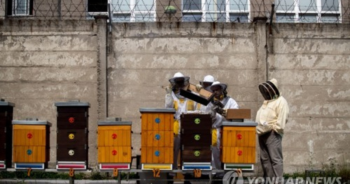 CZECH REPUBLIC PHOTO SET HONEY BEE PRISON