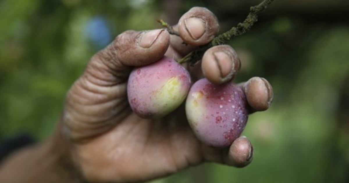 INDIA KASHMIR HORTICULTURE
