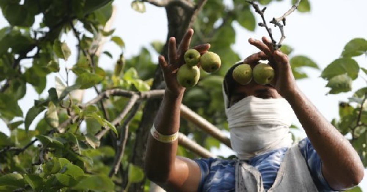 INDIA FRUITS PEARS HARVESTING