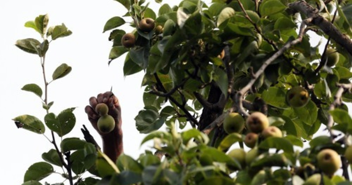 INDIA FRUITS PEARS HARVESTING