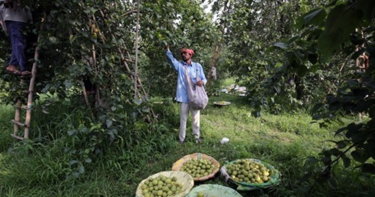 INDIA FRUITS PEARS HARVESTING