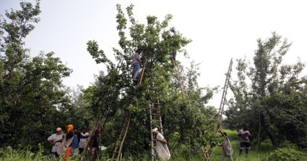 INDIA FRUITS PEARS HARVESTING