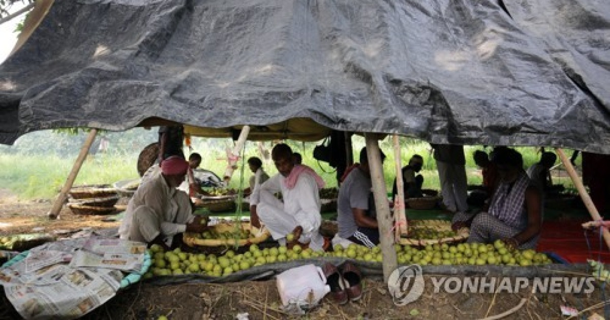 INDIA FRUITS PEARS HARVESTING