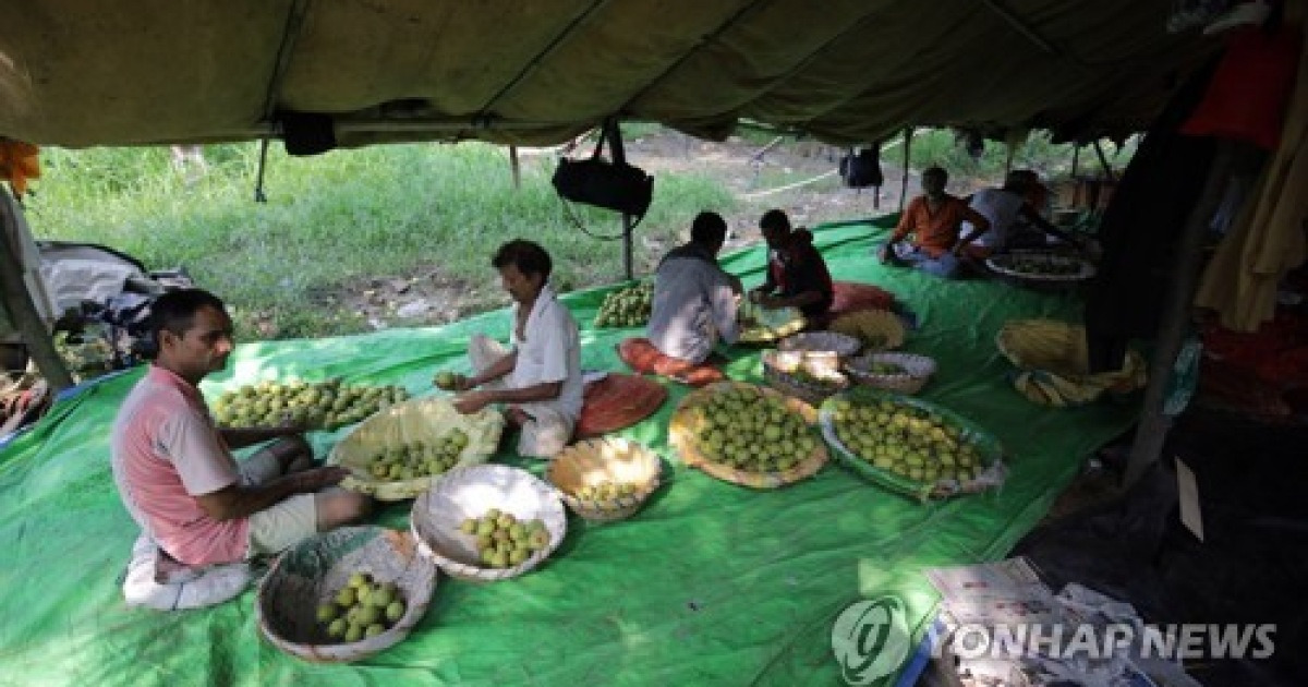 INDIA FRUITS PEARS HARVESTING