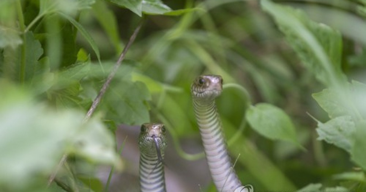 NEPAL ANIMALS SNAKES