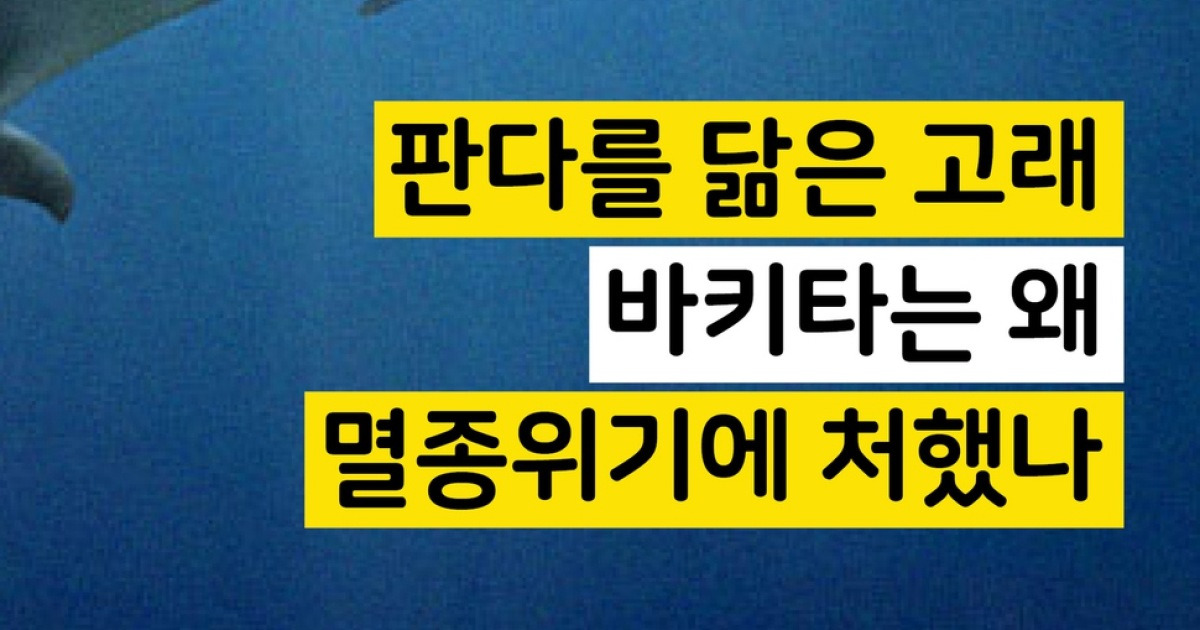 [카드뉴스] 20마리만 남은 가장 작은 고래
